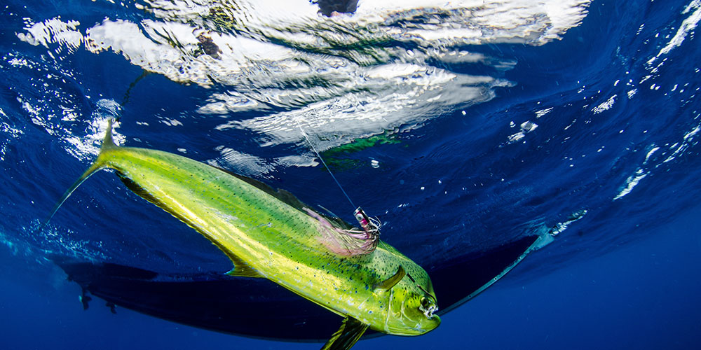 Ultimate Mahi Mahi Guide: Fishing, Cooking, & More | West Marine | West ...