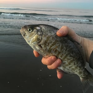 Regional Angling Advice - How to Catch Surfperch | West Marine | West ...