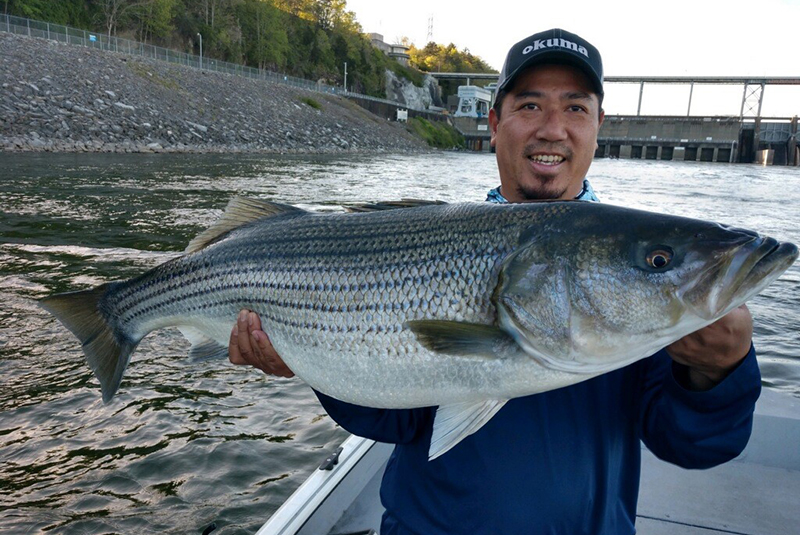 How to Catch Striped Bass | West Marine