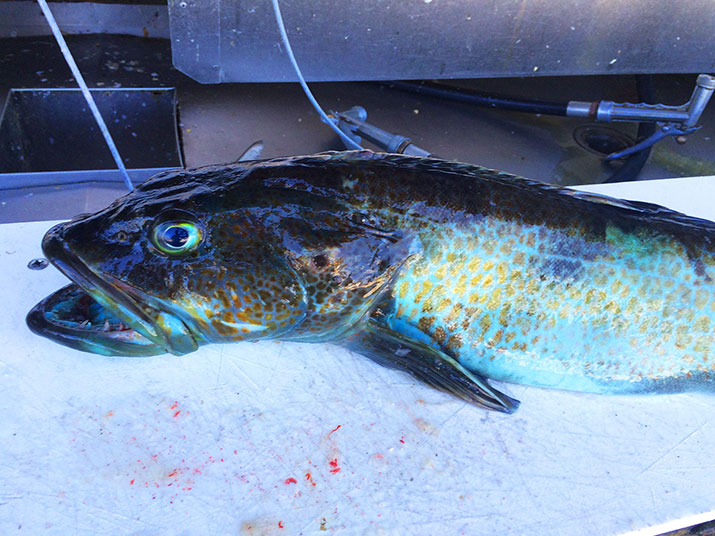 Regional Angling Advice: How to Catch Lingcod in California | West Marine
