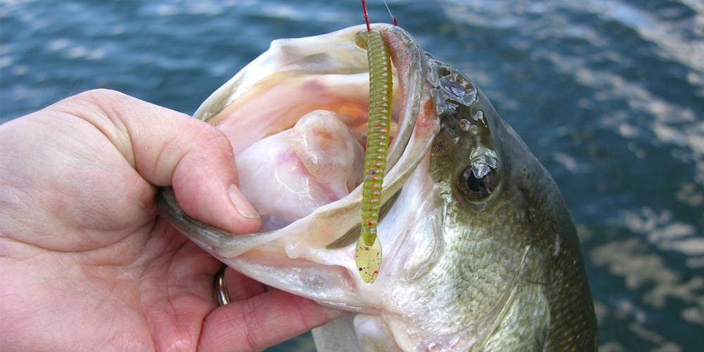 How to Take a Fish Off the Hook | West Marine