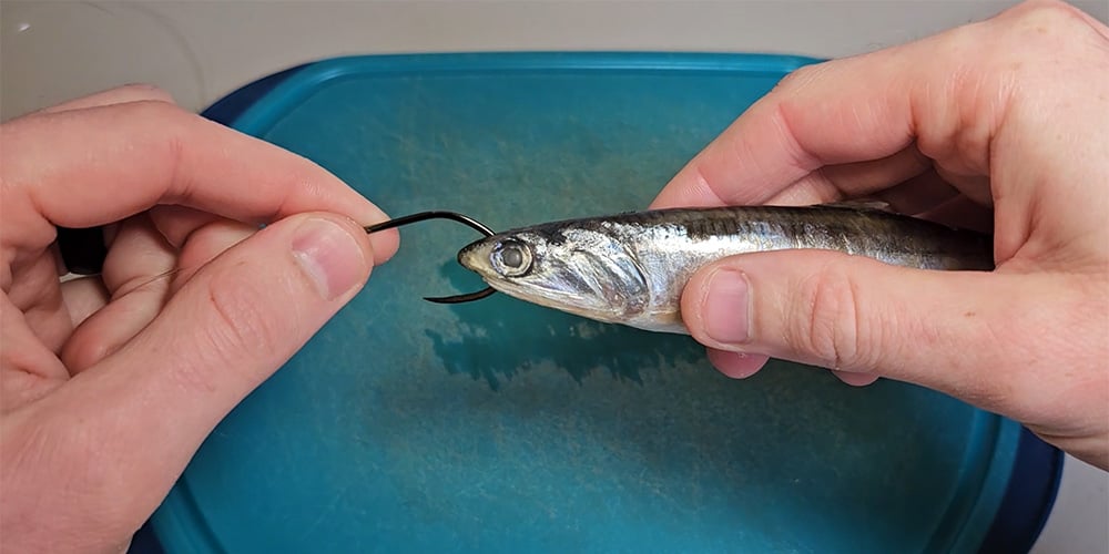 How to Hook Live Bait | West Marine