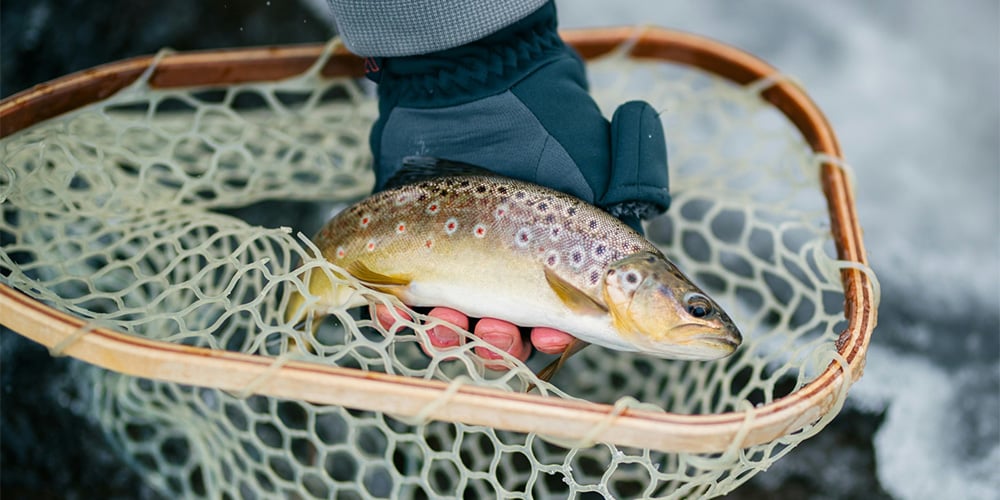 How to Catch Trout | West Marine